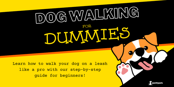 How to Walk a Dog on a Leash for Dummies - SparklyPets